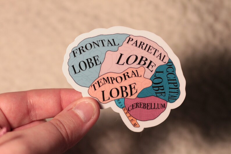 Labeled Brain Sticker Anatomy Brain Sticker Brain Sticker | Etsy