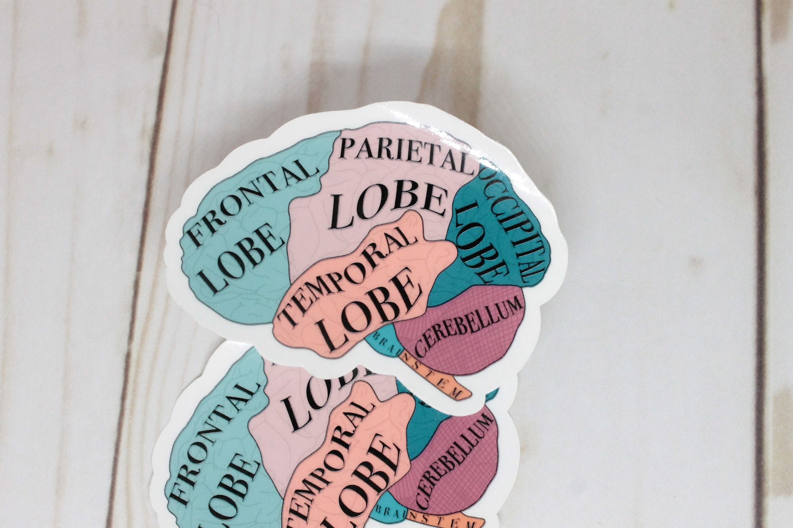 Labeled Brain Sticker Anatomy Brain Sticker Brain Sticker - Etsy