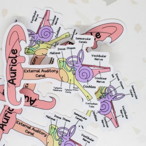Inner Ear Anatomy Sticker, Ear Sticker, Anatomy of Ear Sticker, ENT ...