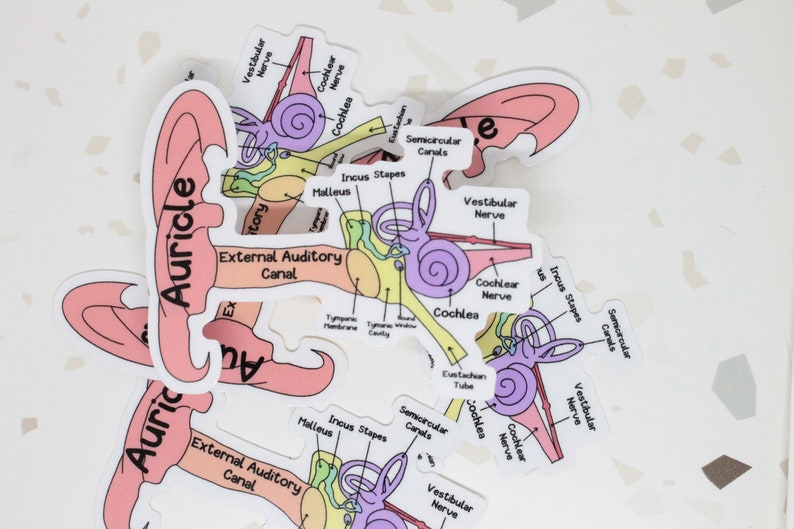 Inner Ear Anatomy Sticker Ear Sticker Anatomy of Ear - Etsy