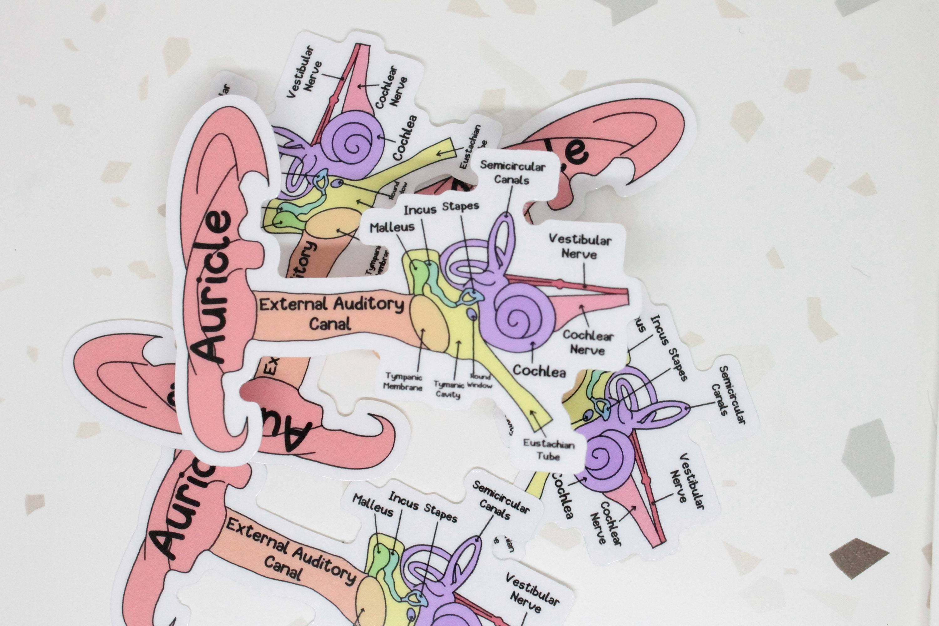 Inner Ear Anatomy Sticker, Ear Sticker, Anatomy of Ear Sticker, ENT ...