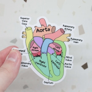 Labeled Heart Sticker, Cardiologist Sticker, Anatomical Heart Sticker ...