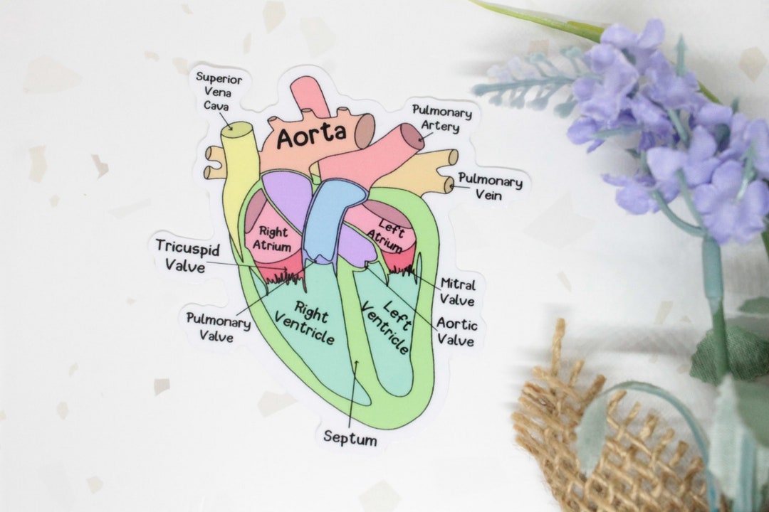 Labeled Heart Sticker, Cardiologist Sticker, Anatomical Heart Sticker ...
