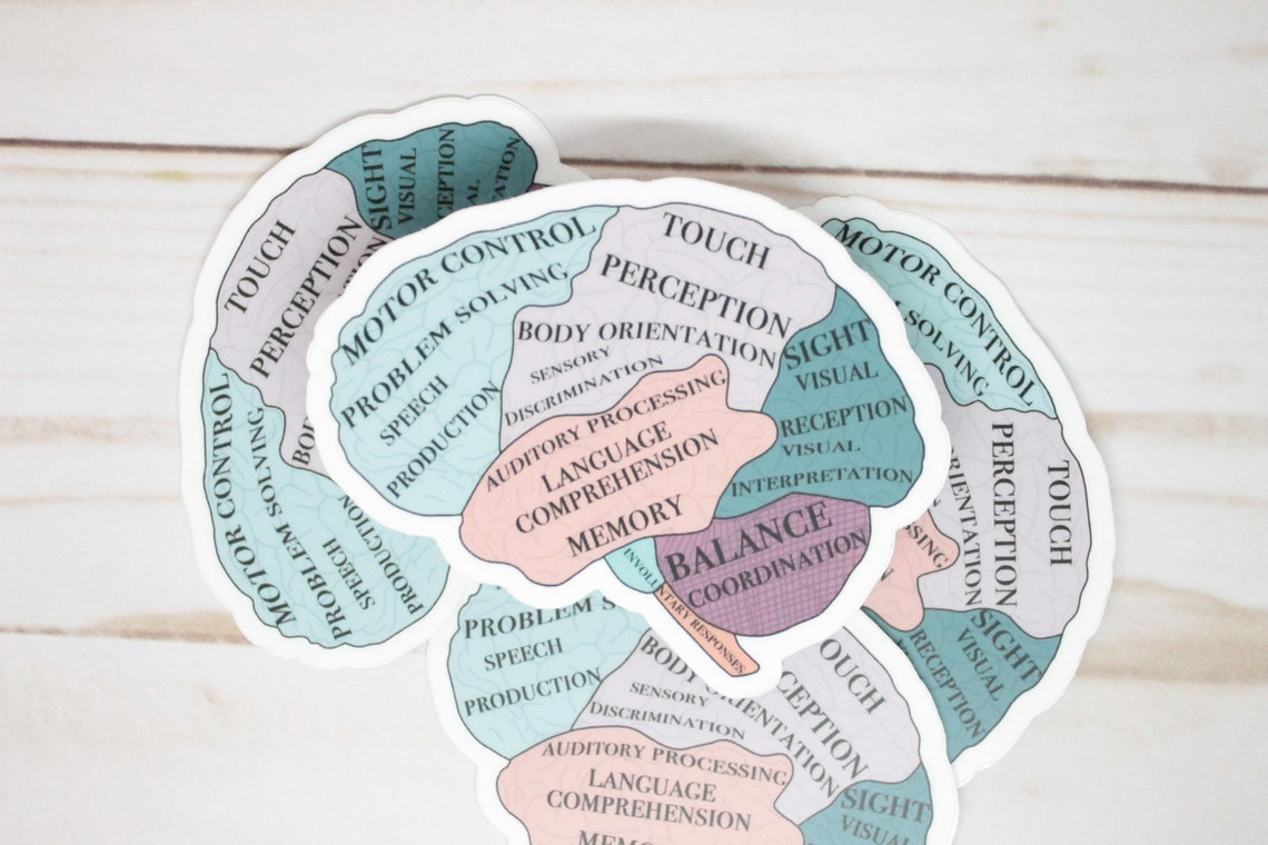 Brain Function Sticker Functions of the Brain Brain Sticker - Etsy