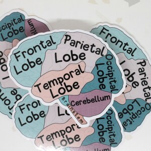 Labeled Brain Sticker, Anatomy Brain Sticker, Brain Sticker, Lobes ...