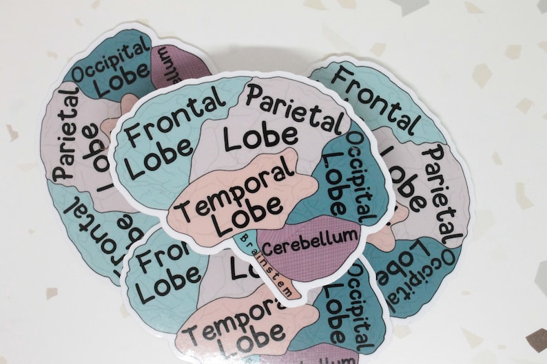 Labeled Brain Sticker Anatomy Brain Sticker Brain Sticker - Etsy