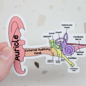Inner Ear Anatomy Sticker, Ear Sticker, Anatomy of Ear Sticker, ENT ...