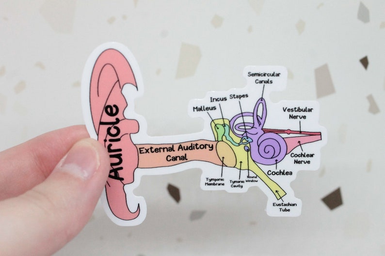 Inner Ear Anatomy Sticker Ear Sticker Anatomy of Ear - Etsy