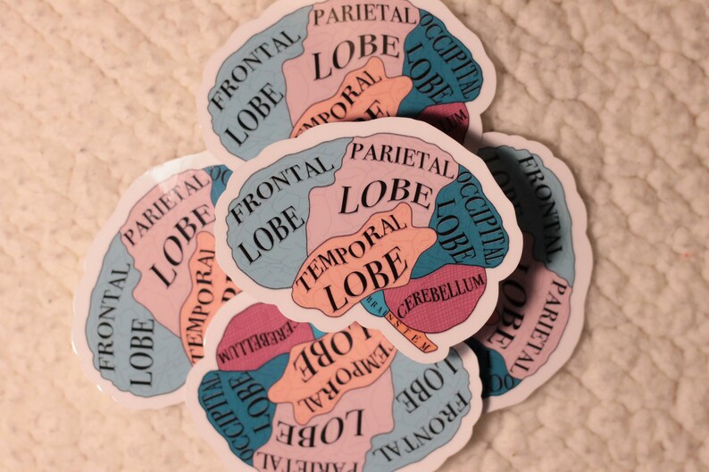 Labeled Brain Sticker Anatomy Brain Sticker Brain Sticker | Etsy