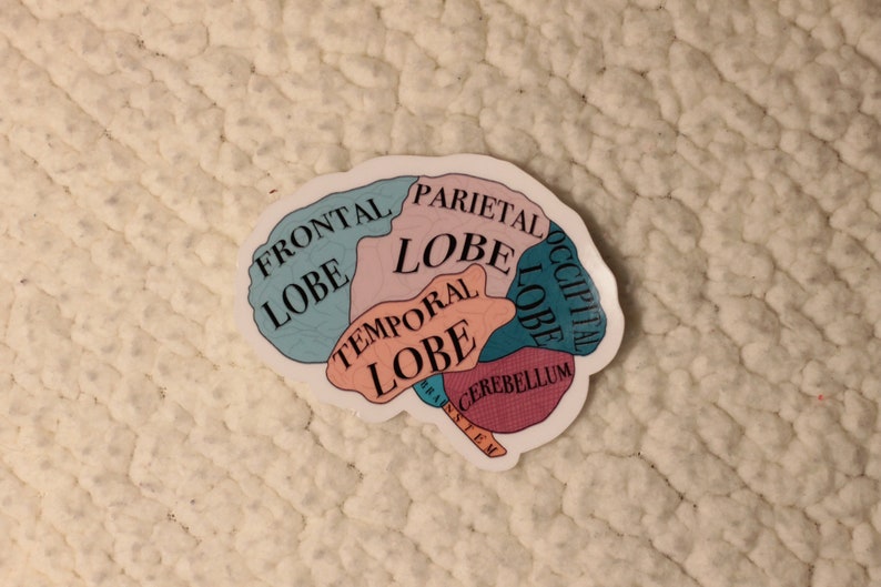Labeled Brain Sticker Anatomy Brain Sticker Brain Sticker | Etsy