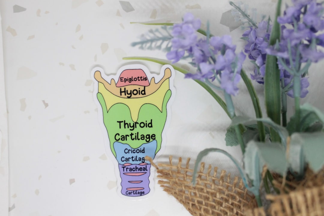 Larynx Anatomy Sticker, SLP Sticker, Speech-language Pathologist ...