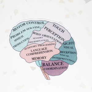 Brain Function Sticker, Functions of the Brain, Brain Sticker ...