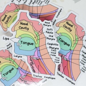 Swallowing Mechanism Sticker, SLP Sticker, Speech-language Pathologist ...