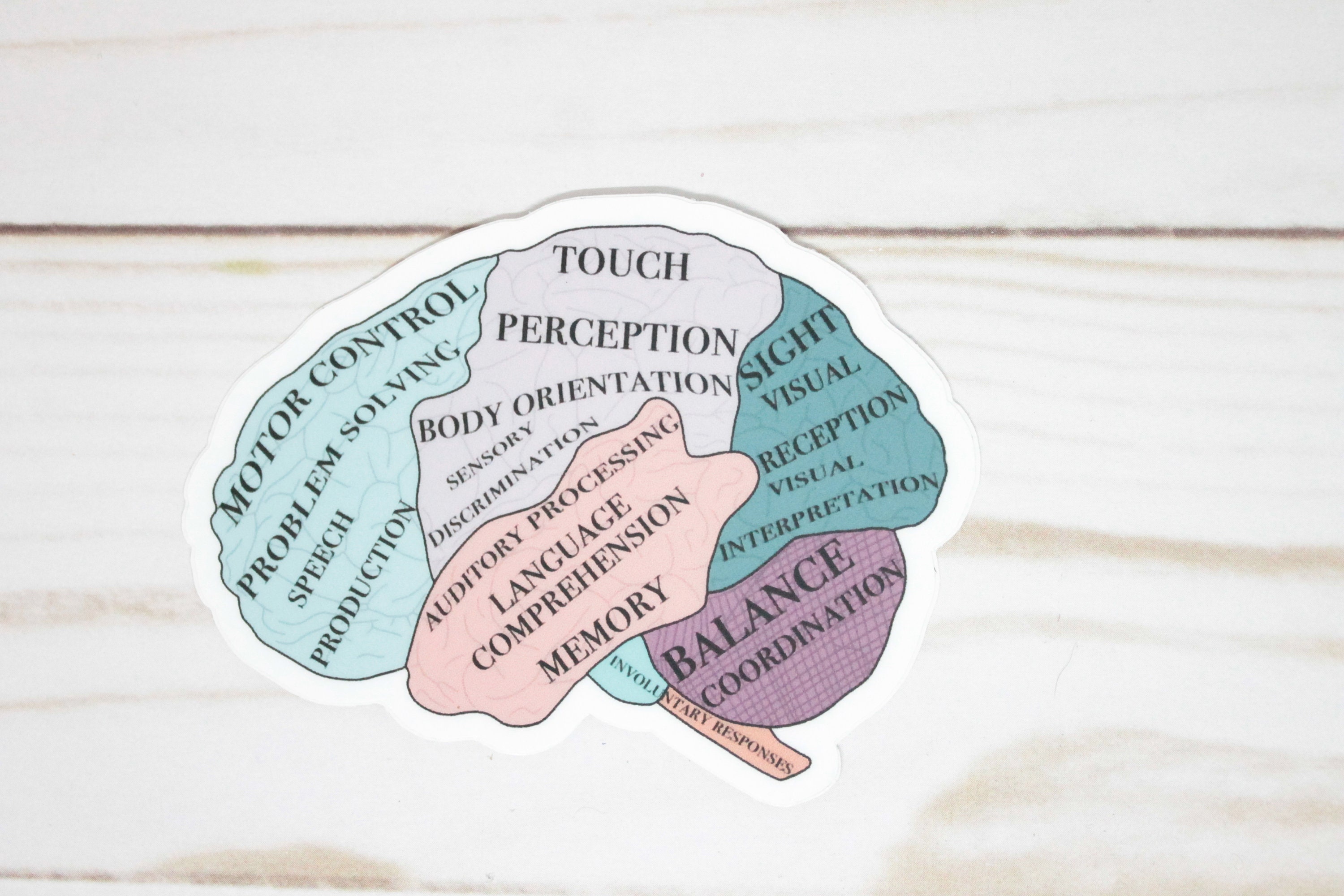 Brain Function Sticker Functions of the Brain Brain Sticker - Etsy