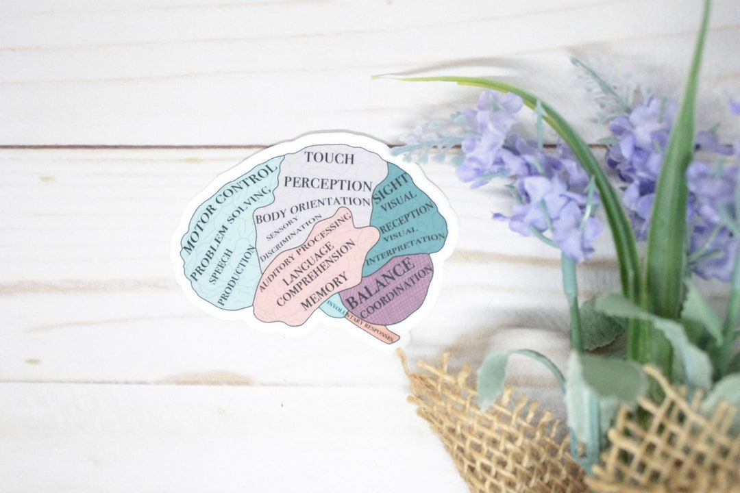 Brain Function Sticker Functions of the Brain Brain Sticker - Etsy