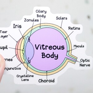 Eye Anatomy Sticker, Anatomy of the Eye, Eye Sticker, Eye Doctor ...