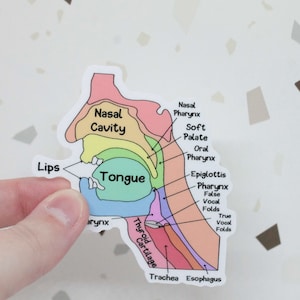 Swallowing Mechanism Sticker, SLP Sticker, Speech-language Pathologist ...