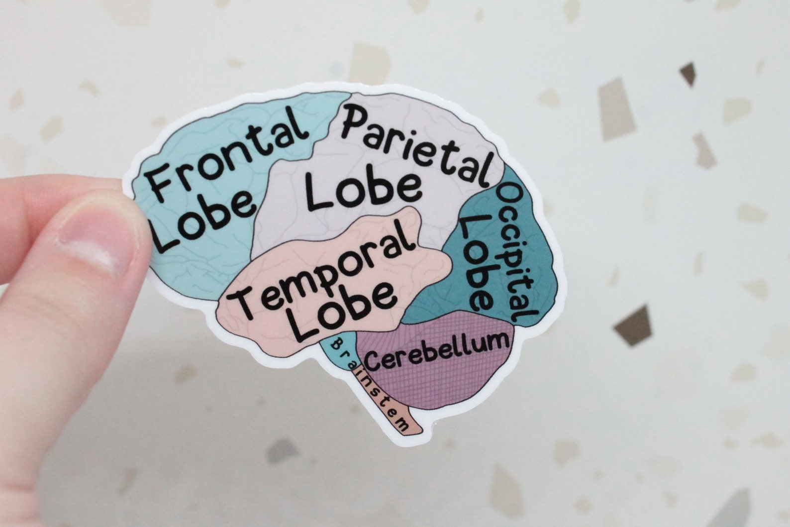 Labeled Brain Sticker Anatomy Brain Sticker Brain Sticker - Etsy
