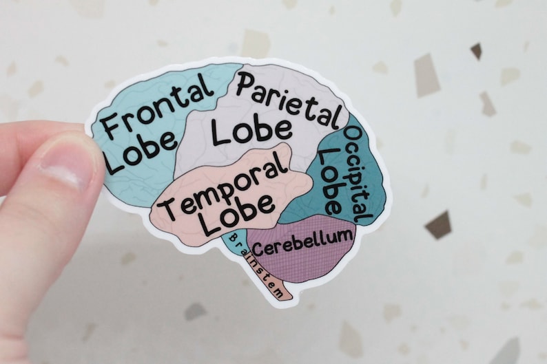 Labeled Brain Sticker Anatomy Brain Sticker Brain Sticker - Etsy