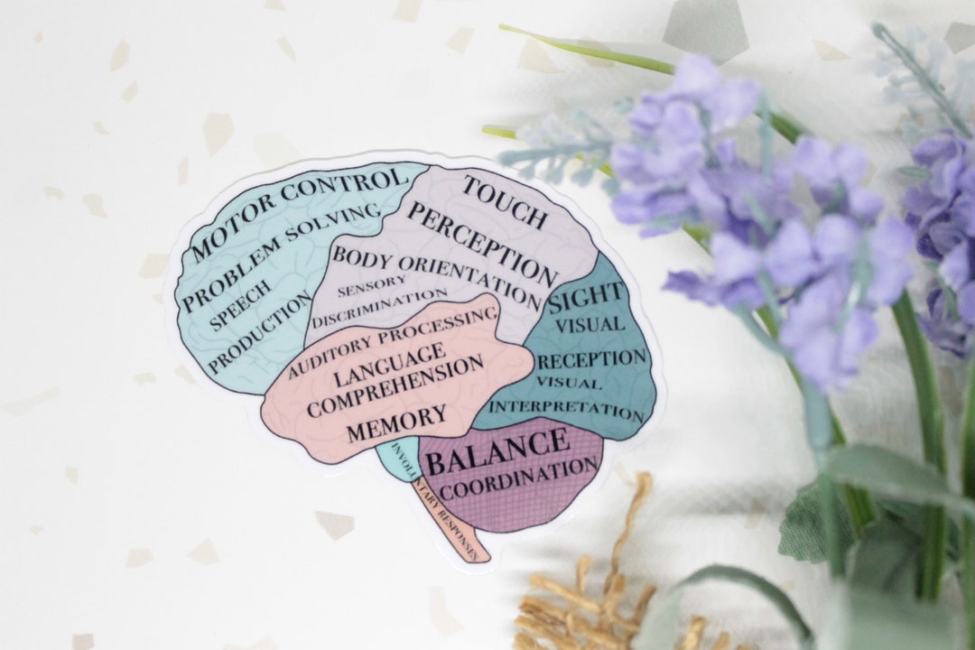 Brain Function Sticker, Functions of the Brain, Brain Sticker ...