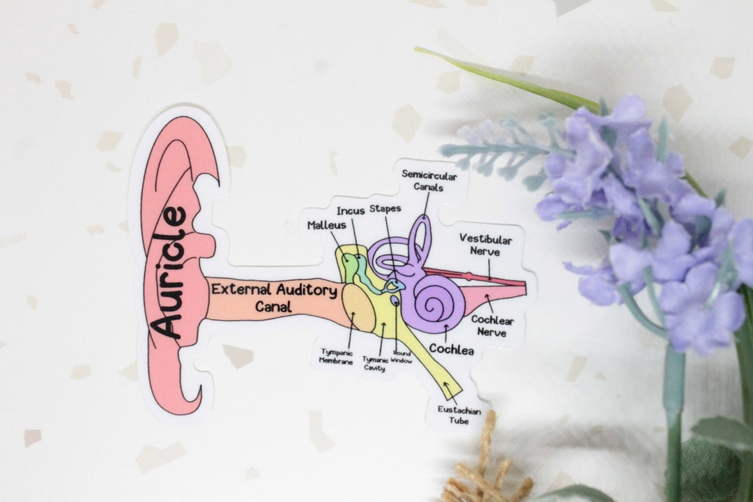 Inner Ear Anatomy Sticker, Ear Sticker, Anatomy of Ear Sticker, ENT ...