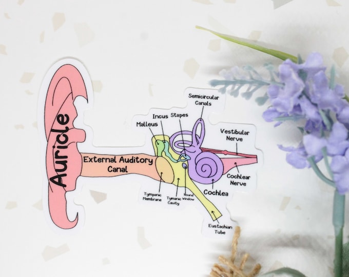 Inner Ear Anatomy Sticker, Ear Sticker, Anatomy of Ear Sticker, ENT ...