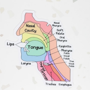 Swallowing Mechanism Sticker, SLP Sticker, Speech-language Pathologist ...