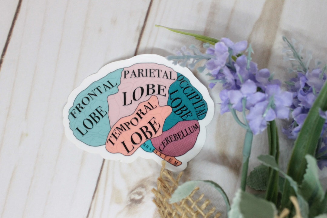 Labeled Brain Sticker Anatomy Brain Sticker Brain Sticker - Etsy