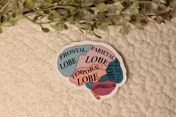 Labeled Brain Sticker Anatomy Brain Sticker Brain Sticker | Etsy