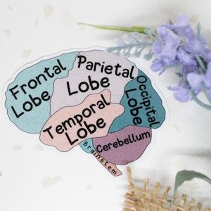 Labeled Brain Sticker, Anatomy Brain Sticker, Brain Sticker, Lobes ...