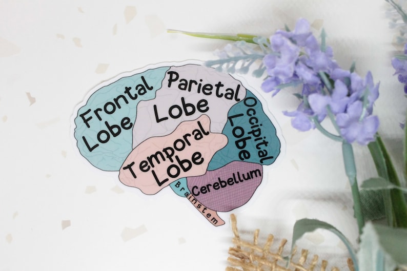 Labeled Brain Sticker Anatomy Brain Sticker Brain Sticker - Etsy