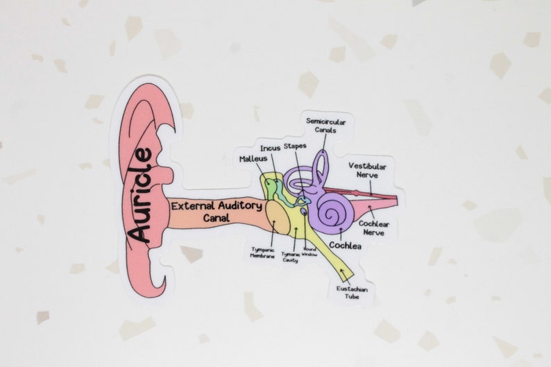 Inner Ear Anatomy Sticker, Ear Sticker, Anatomy of Ear Sticker, ENT ...