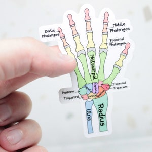 Hand Anatomy Sticker, Anatomy of the Hand, Hand Sticker, Bone Sticker ...