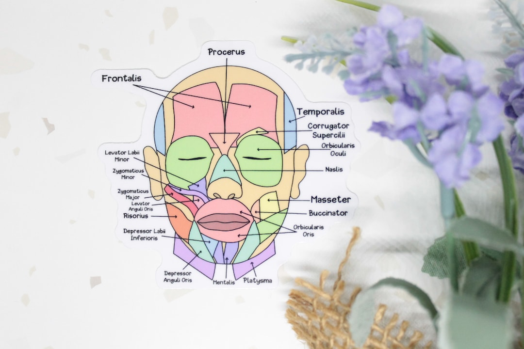 Face Anatomy Sticker, Anatomy of the Face, Muscles of the Face Sticker ...