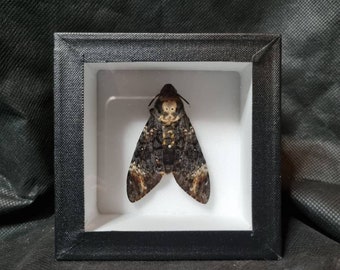 Death Moth Shadow Box - Etsy