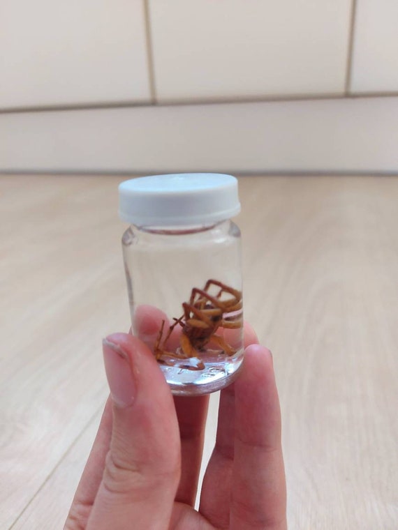 Bones & Skulls Taxidermy & Curiosities oddities curiosa Formalin fixed ...