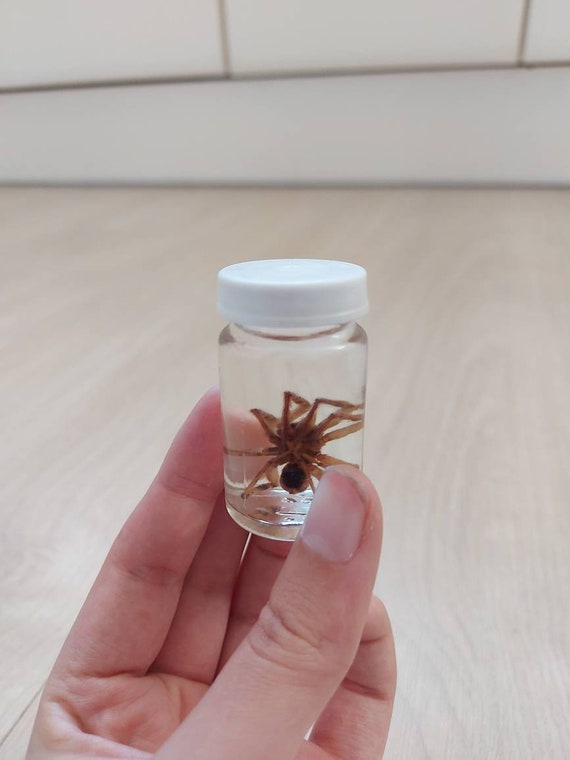 Bones & Skulls Taxidermy & Curiosities oddities curiosa Formalin fixed ...