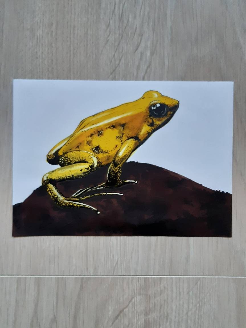 Realistic Frog Drawing