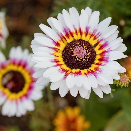 Painted Daisy Seeds - Etsy