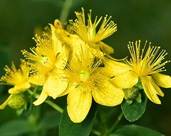 100 Great St. John's Wort Seeds / Hypericum Pyramidatum - Etsy