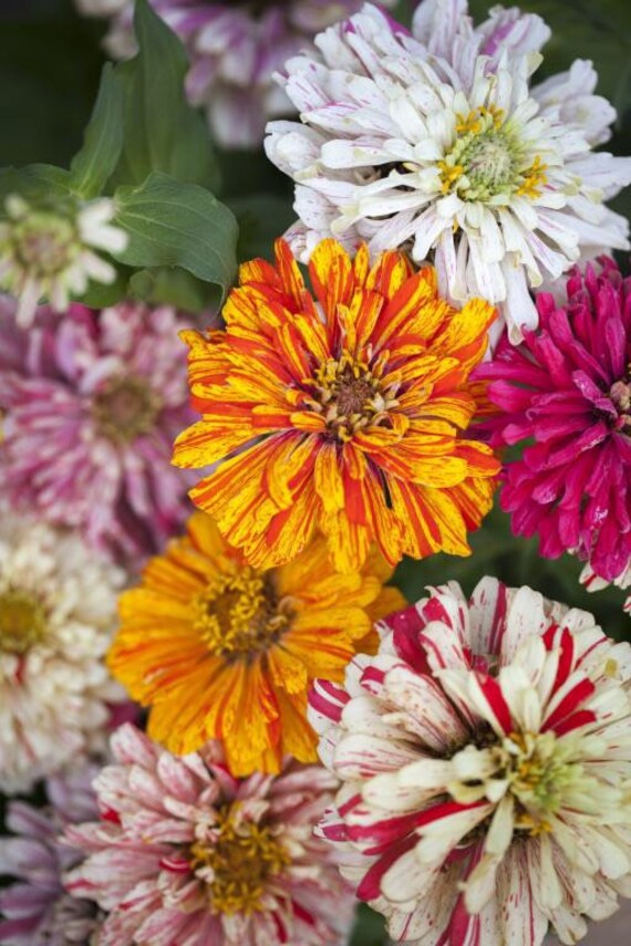 Zinnia Candy Cane Mix Seeds Easy to Grow Flower Seeds | Etsy