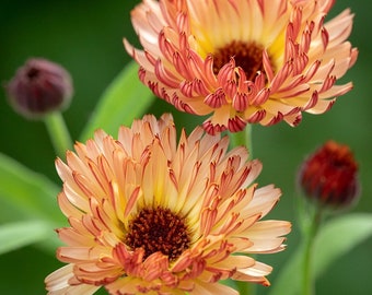Calendula Touch of Red Buff Seeds - Etsy