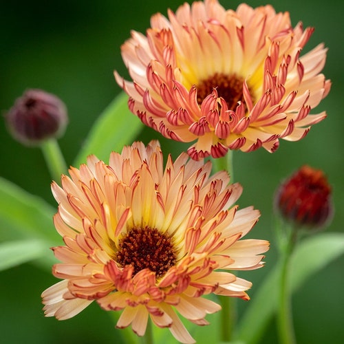 Calendula Touch of Red Buff Seeds - Etsy