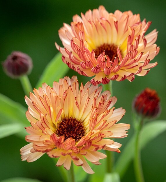 Calendula sunset Buff 25 Seeds - Etsy