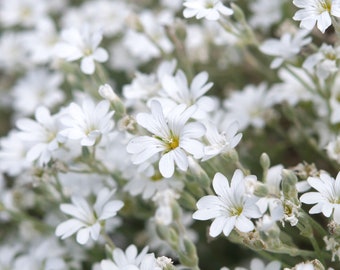 Bacopa Blutopia Seed/white Snowtopia or Pinktopia Hanging Basket ...