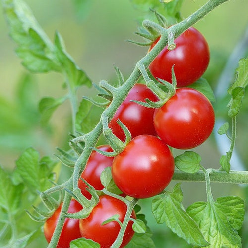 Yellow Candy Cherry Tomato Heirloom Tomato Seeds - Etsy