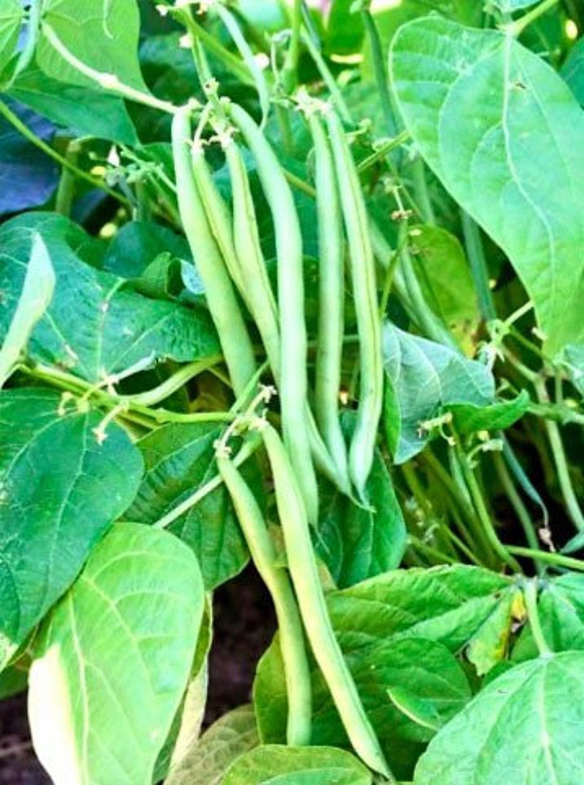 Bush Bean jade Seeds Green Bean Seed Vegetable Seeds - Etsy