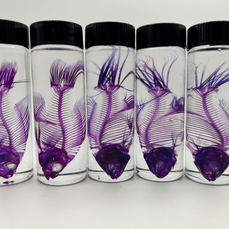 Diaphonization - Etsy