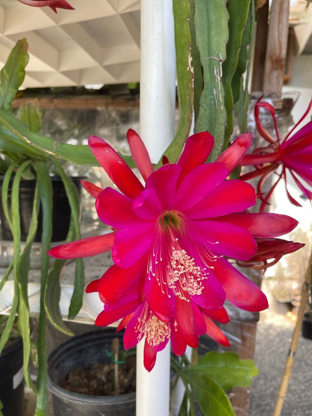 Fuchsia Epiphyllum Orchid Cactus / Extra Large Flower (ships in Pot) - Etsy