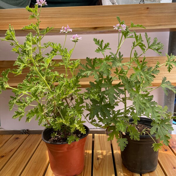 Mosquito Plant - Etsy